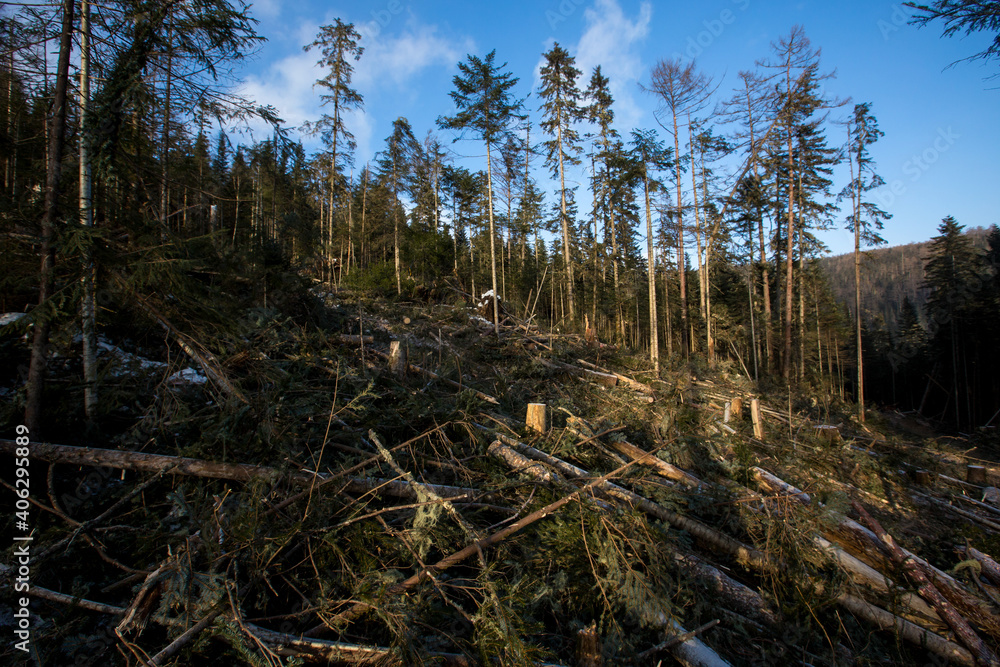 Logging site in the winter taiga. Steep slope of a cleared area in a ...