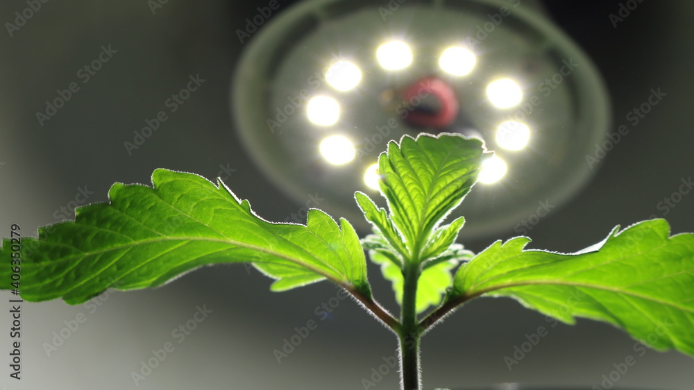 bottom view of growing marijuana seedlings filling with life under the ...