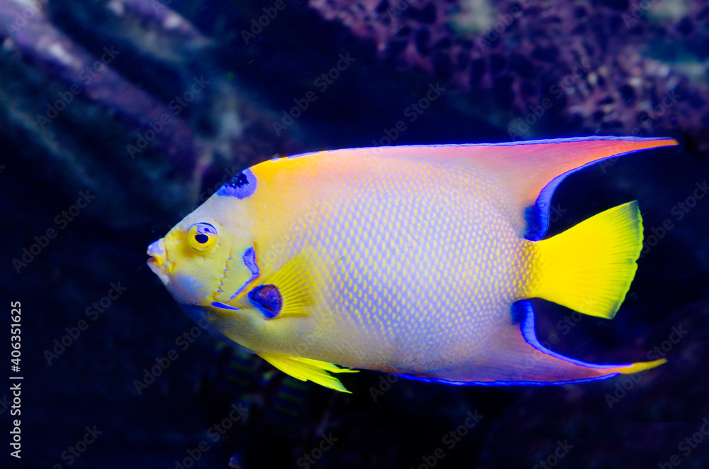Isabelita Queen Angelfish. For the spot on the head that resembles a ...