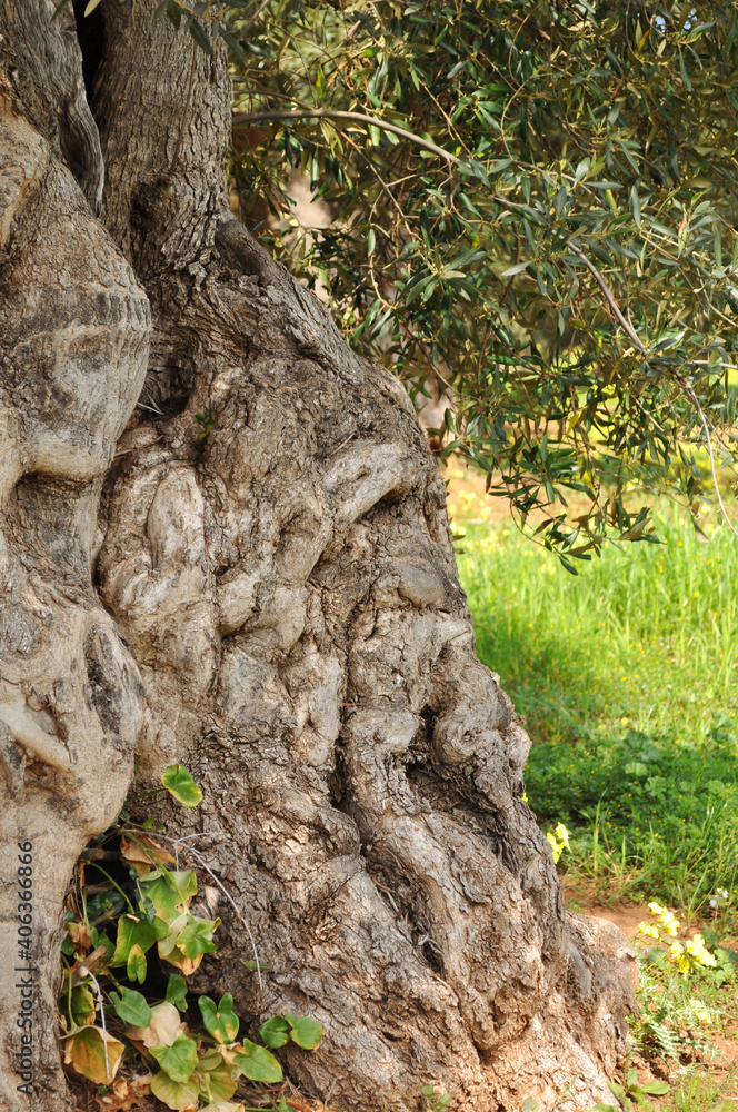 Old Man Face on Centenary Olive Tree Trunk Stock Photo | Adobe Stock