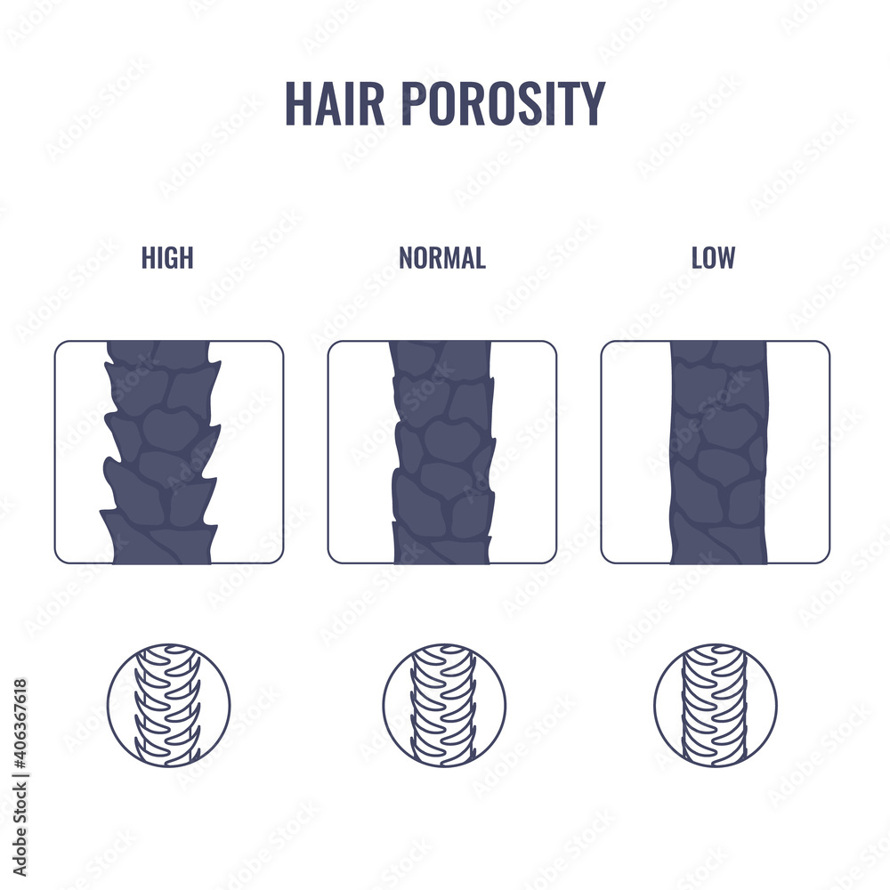 Vetor do Stock: Hair porosity types classification set. Realistic ...