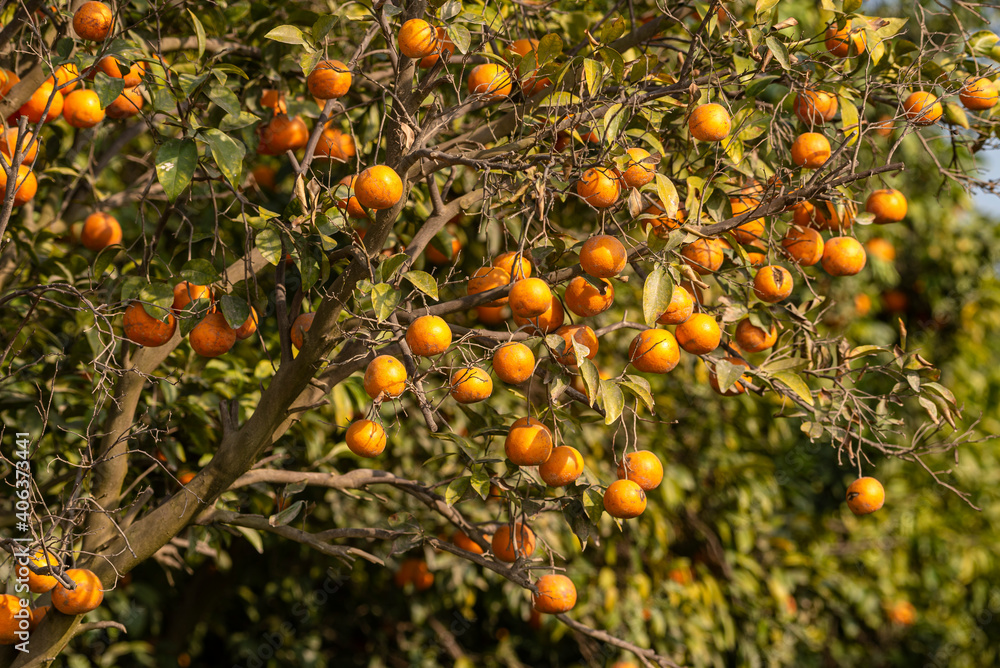 The orange is the fruit of various citrus species in the family ...