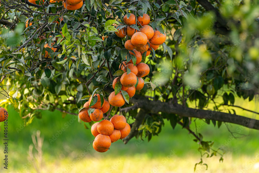 Orange Tree Farm