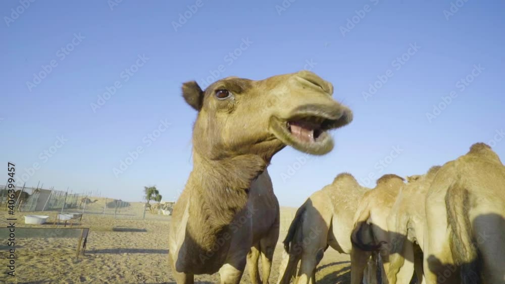 Camels in the desert. camel farm. Camels lunch, chewing. Camel, Camels ...