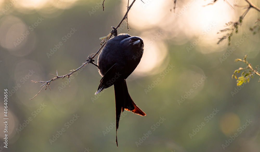 The black drongo is a small Asian passerine bird of the drongo family ...
