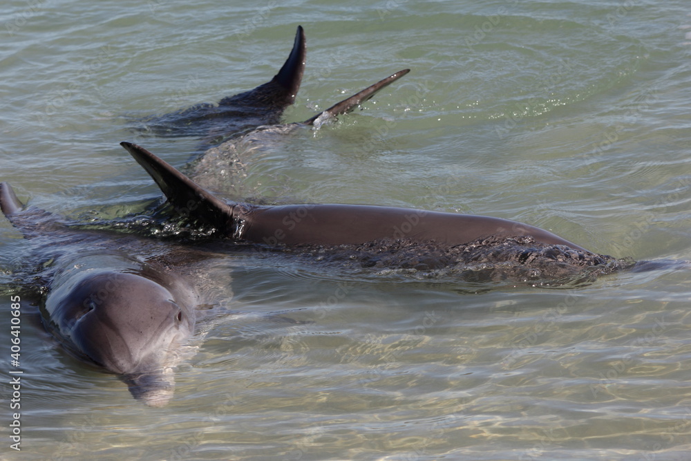 western australia, monkey mia, dolphin, adventure, animal, aquatic ...