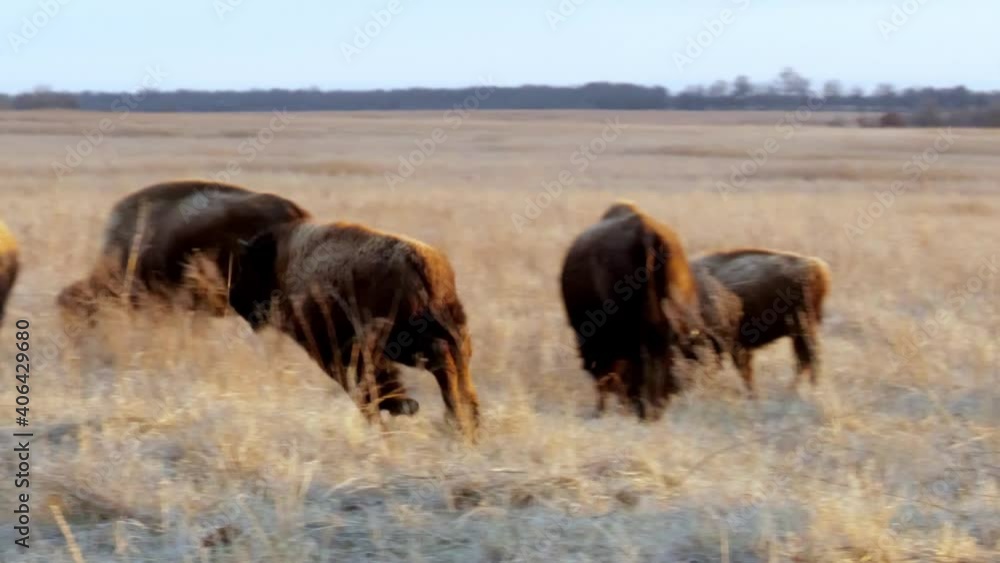 Feisty American Bison, bison bison, young calf runs around and ...