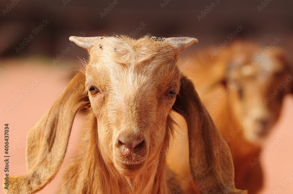 Portrait of goat with flies on head Stock Photo | Adobe Stock