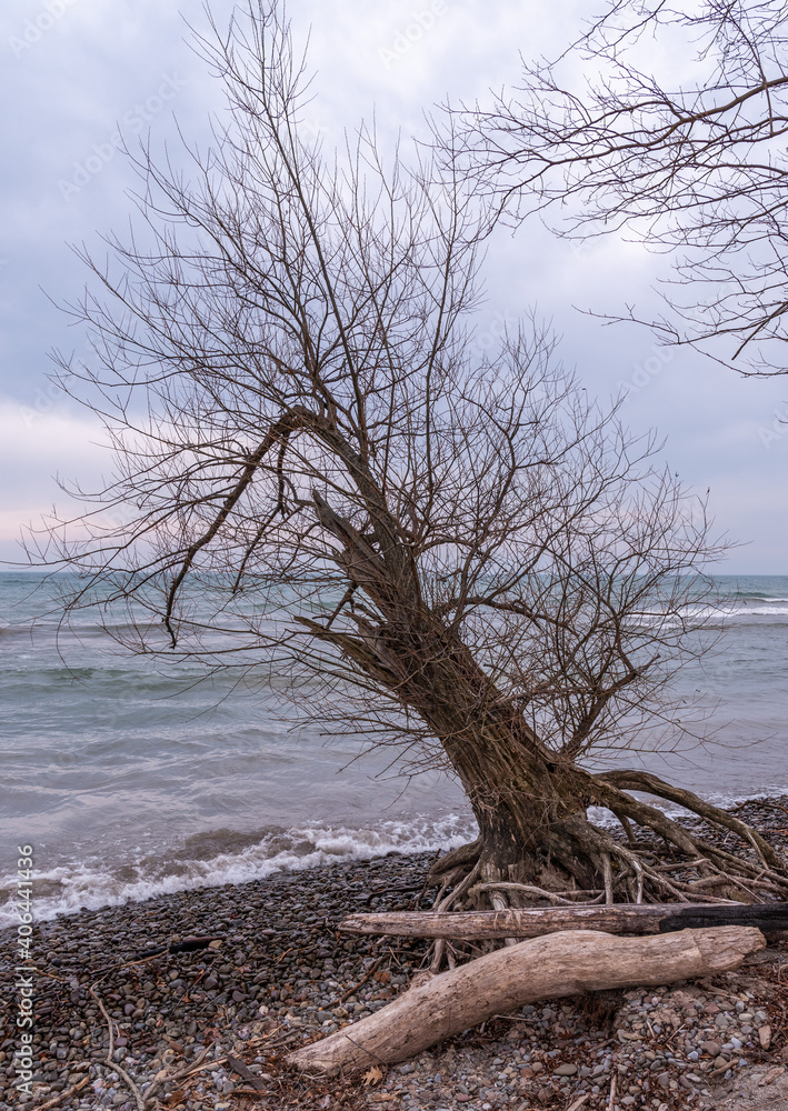 Dead tree on beach; increasing water levels and erosion Stock Photo ...