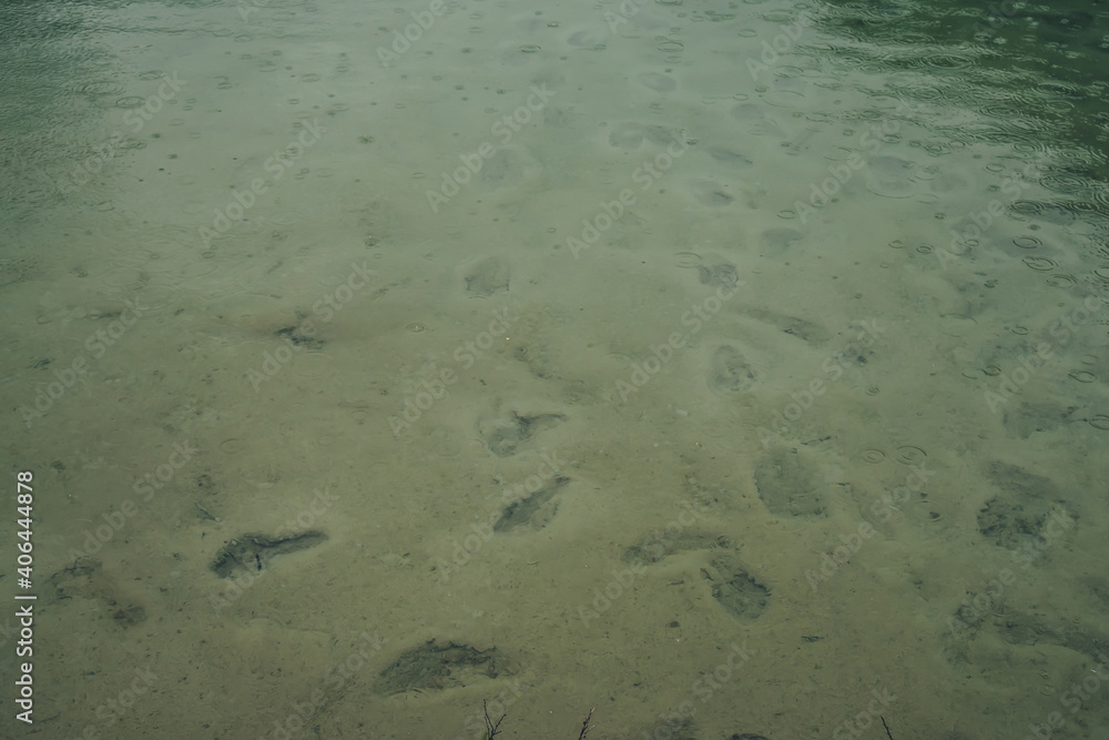 Atmospheric nature background with many footprints on green sandy ...