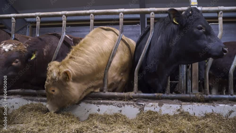 Brown, yellow and black Norwegian cattles in barn eating hay and ...