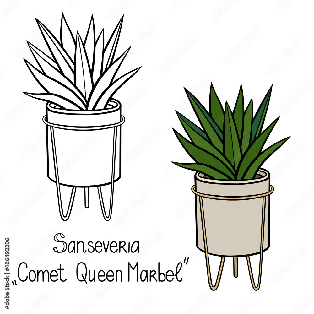 House plant in planter. Vector outline illustration drawings of ...