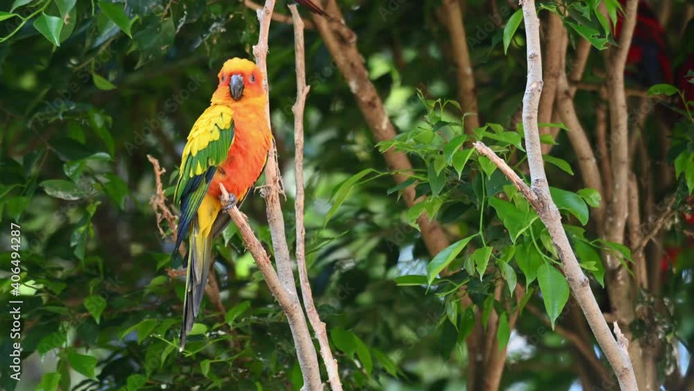 Sun Conure, Sun Parakeet, Aratinga solstitiali, 4K Footage of a Parrot ...