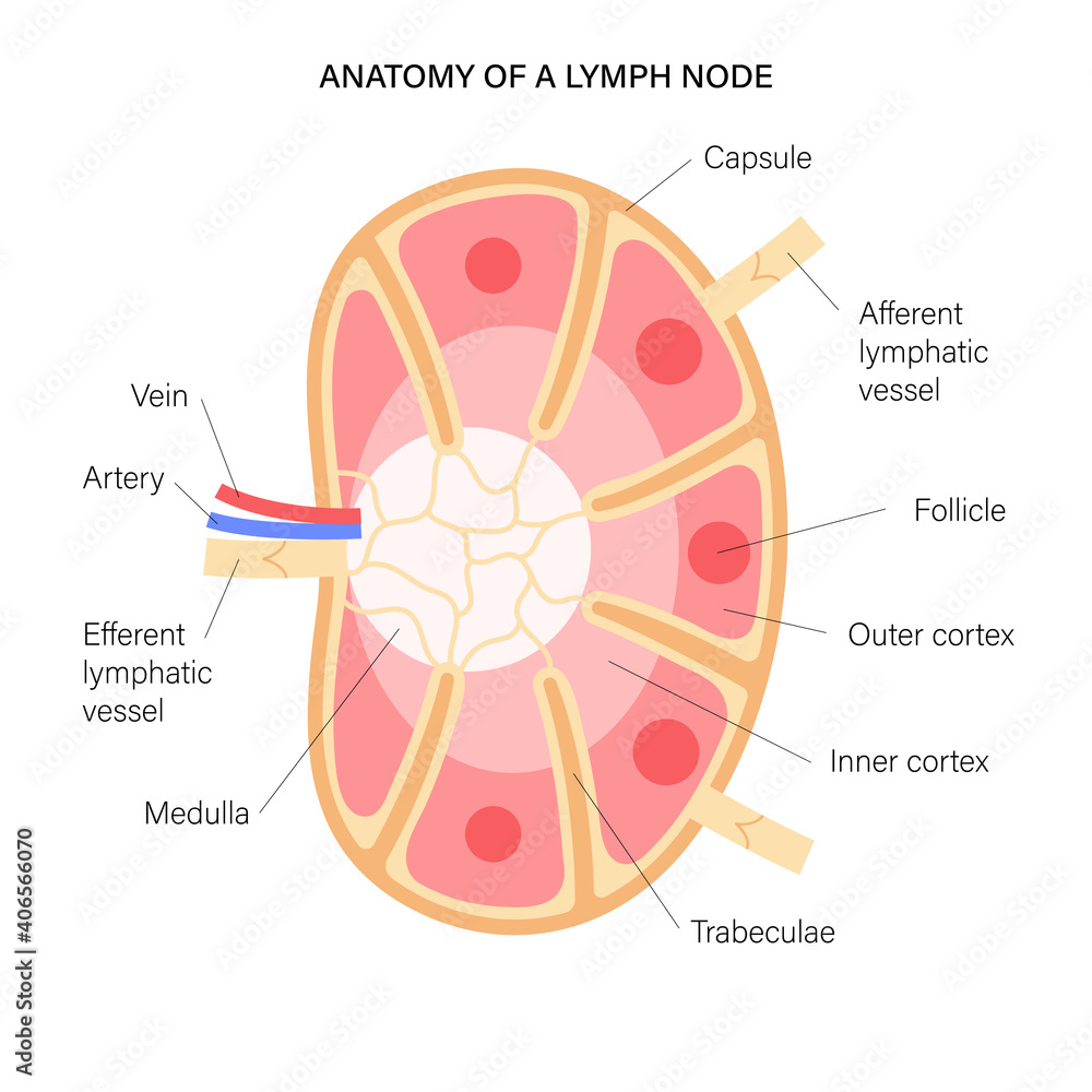 Lymph node anatomy Stock Vector | Adobe Stock