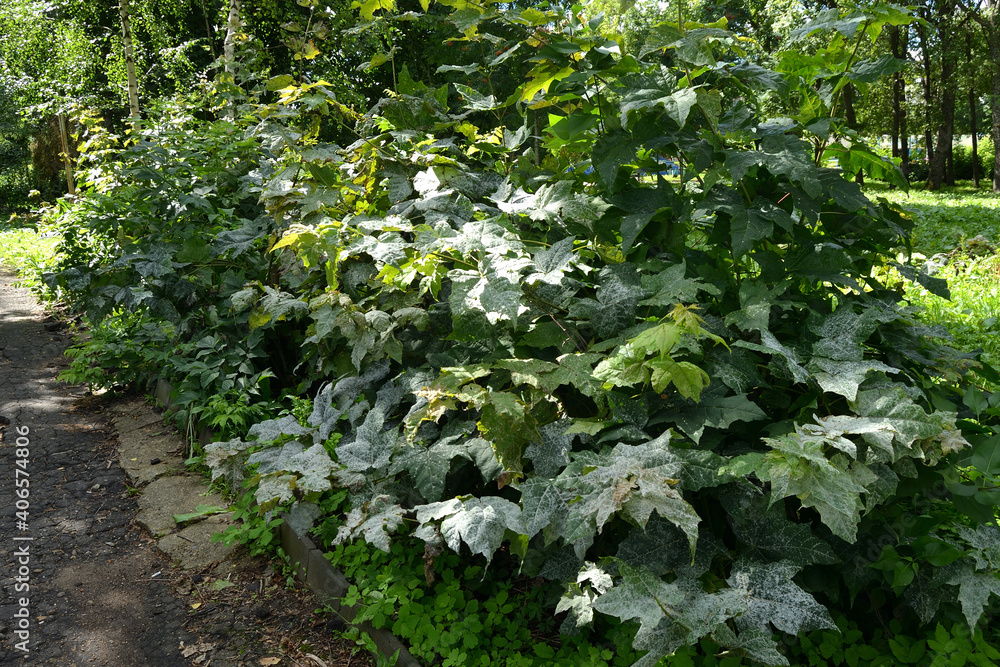 Grey spots on green Maple leaves affected by Erysiphales powdery mildew ...