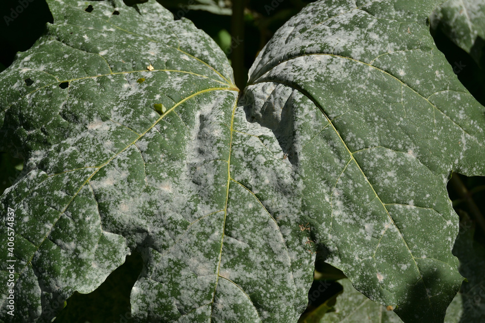 Grey spots on green Maple leaves affected by Erysiphales powdery mildew ...