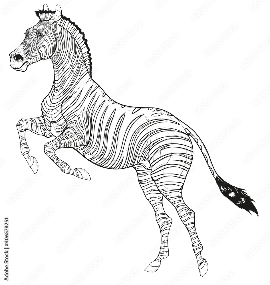 Plains zebra reared before jumping. Striped stallion laid its ears back ...