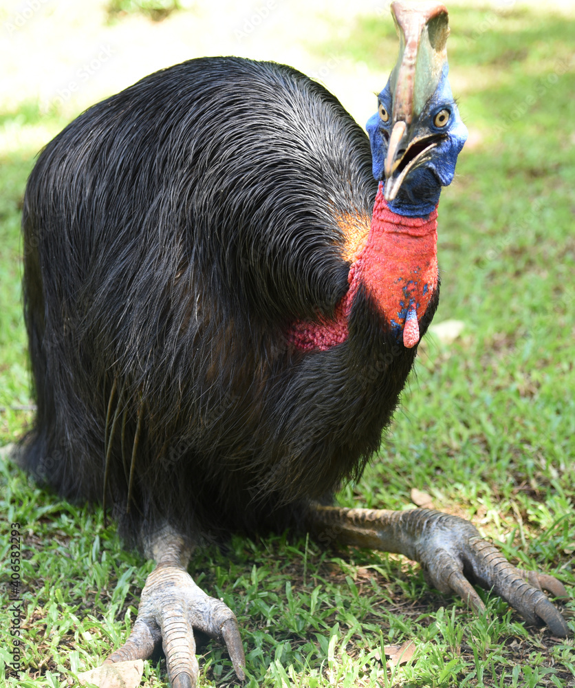 The northern cassowary, Casuarius unappendiculatus also known as the ...