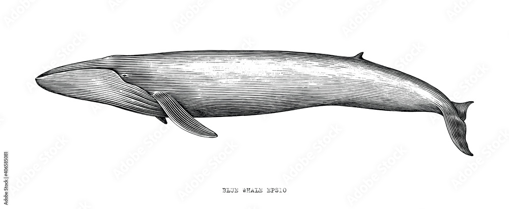 Blue whale hand draw illustration vintage engraving style black and ...