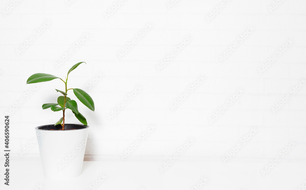 Ficus tree in bright interior. White brick wall with house plant ...