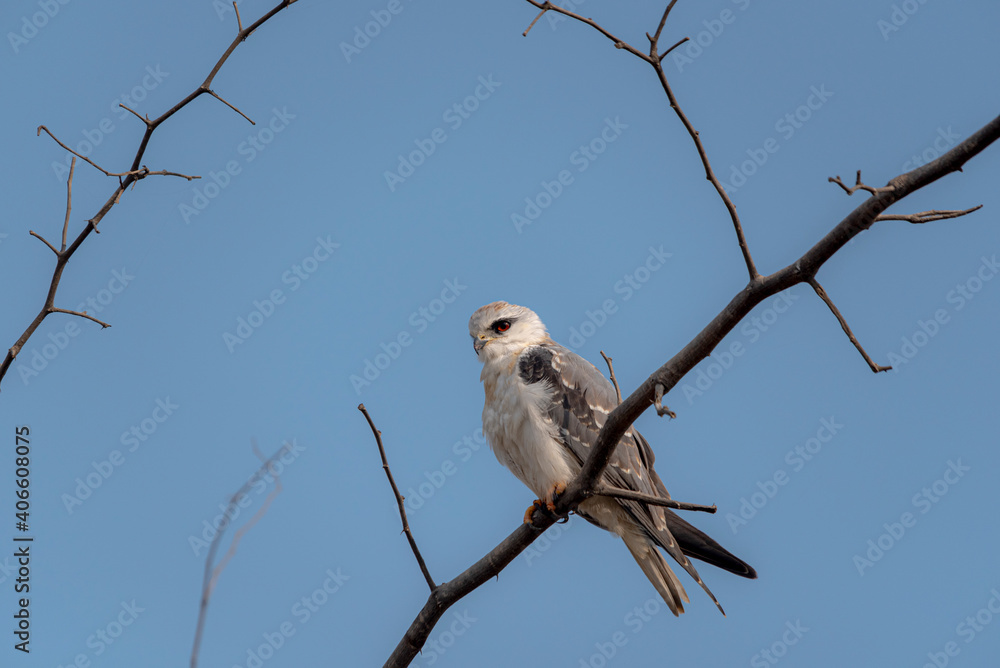The black-shouldered kite Elanus axillaris also known as the Australian ...
