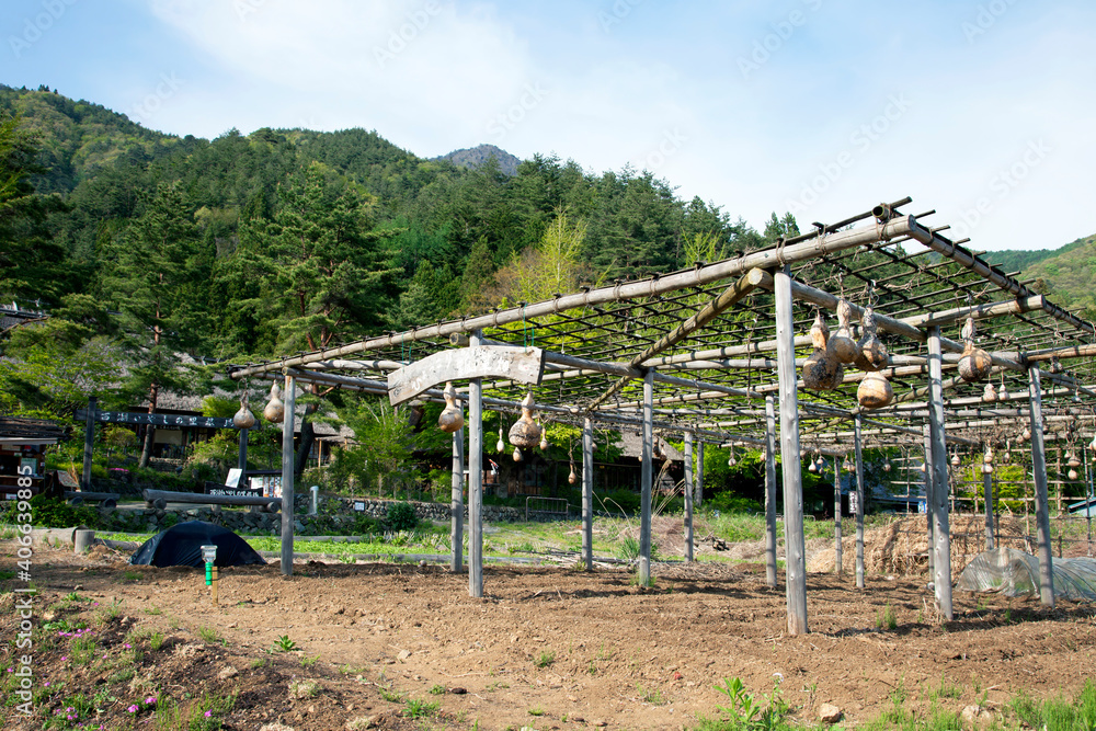 Farming land with gourds hanging from a wooden frame in the traditional ...