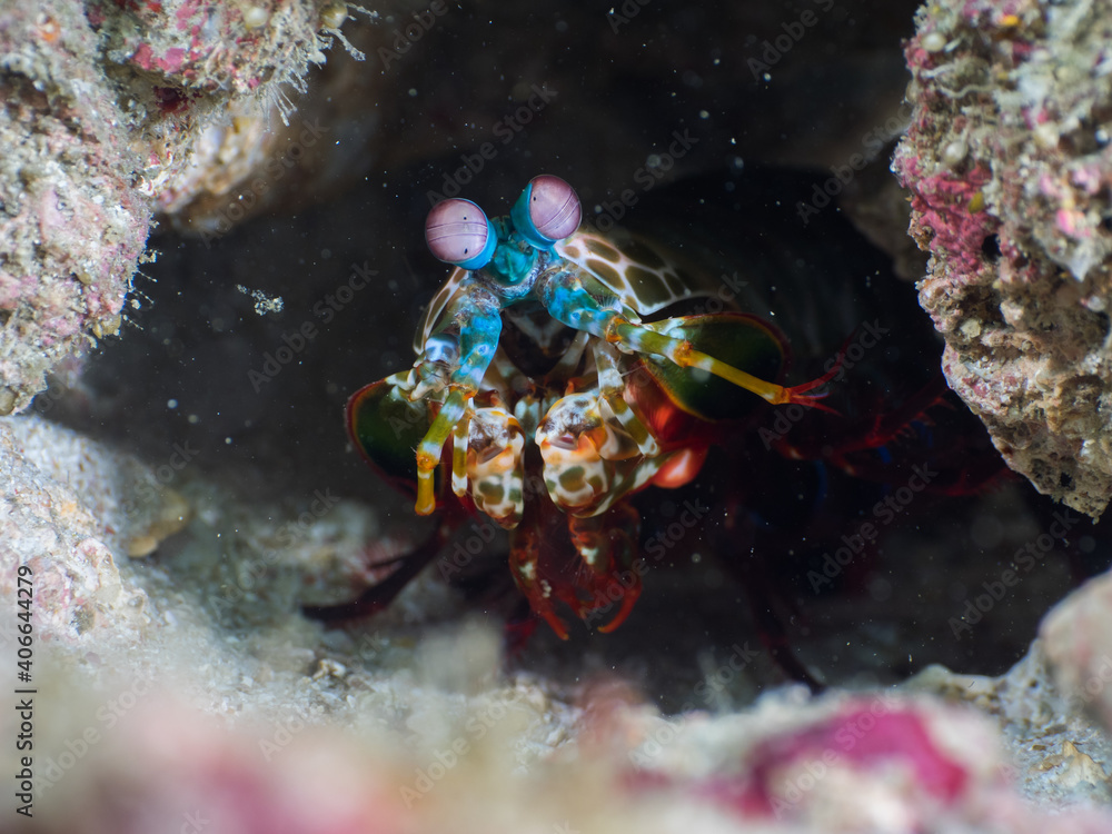 Peacock mantis shrimp lurking in its burrow (Mergui archipelago ...