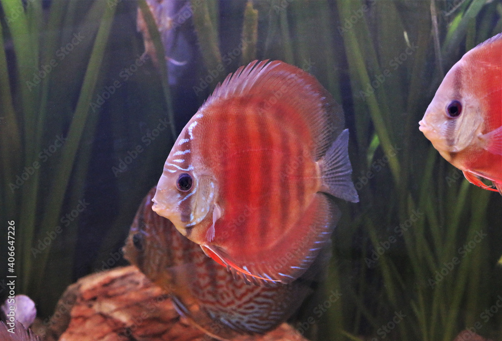 Red discus (Pompadour fish) are swimming in freshwater aquarium ...