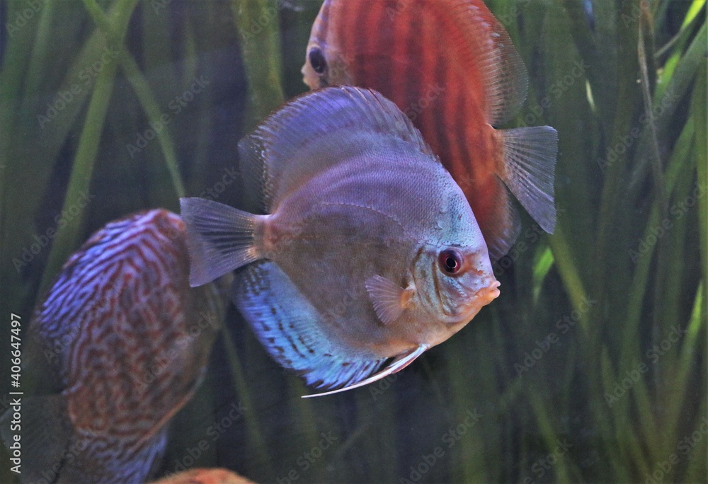 Fotka „Blue discus (Pompadour fish) are swimming in freshwater aquarium ...
