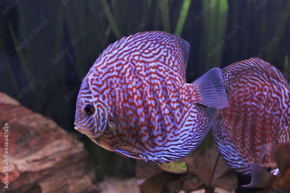 The colorful discus (Pompadour fish) are swimming in freshwater ...