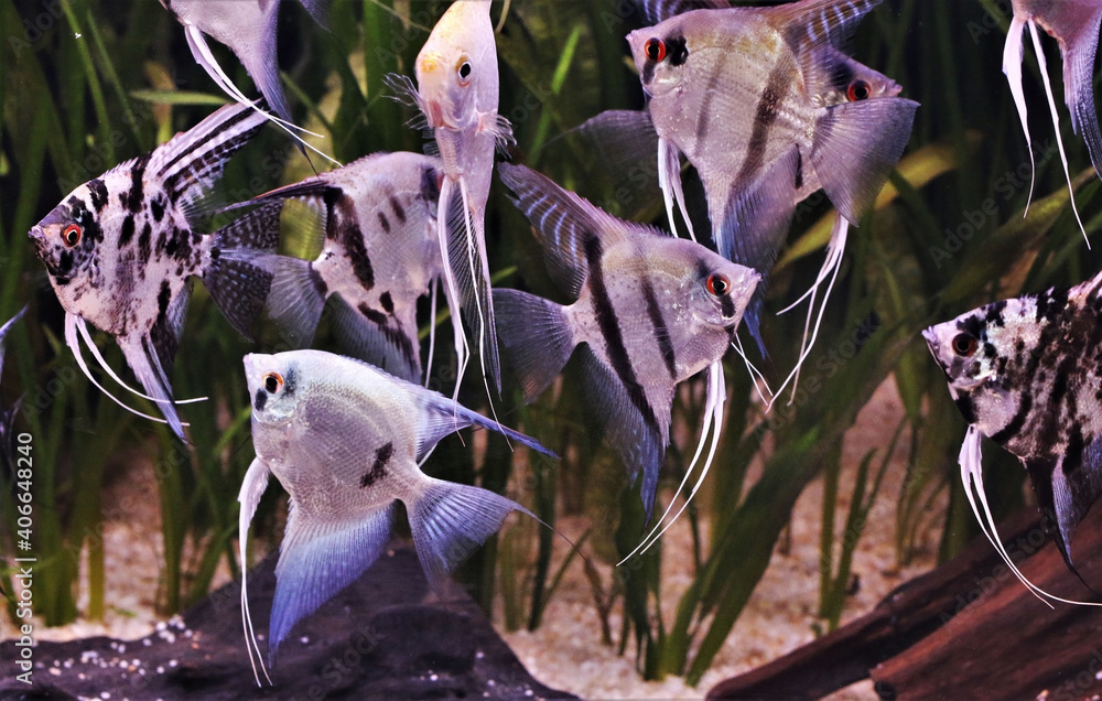 Foto de The beautiful freshwater angelfish are swimming in aquatic ...