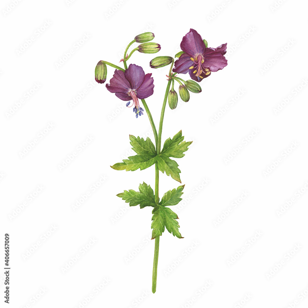 Mourning Widow Plant