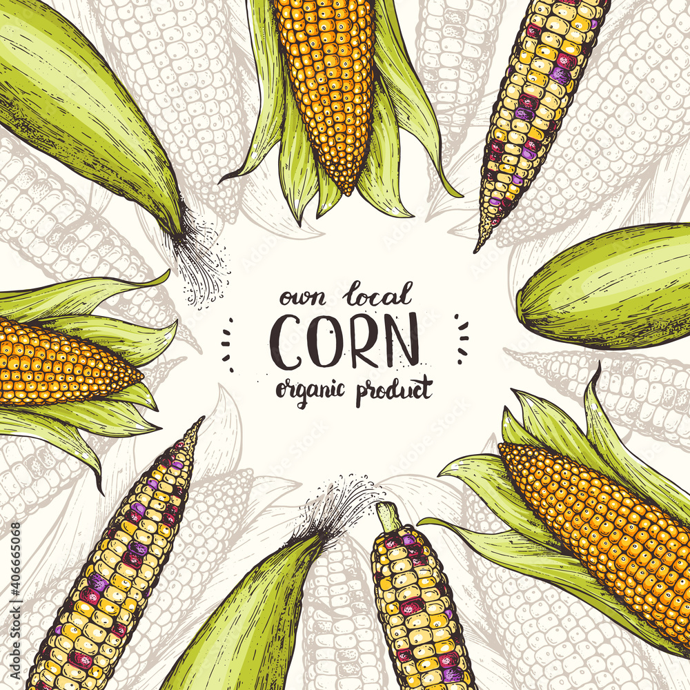 Corn on the cob hand drawn vector illustration. Top view frame. Corn ...