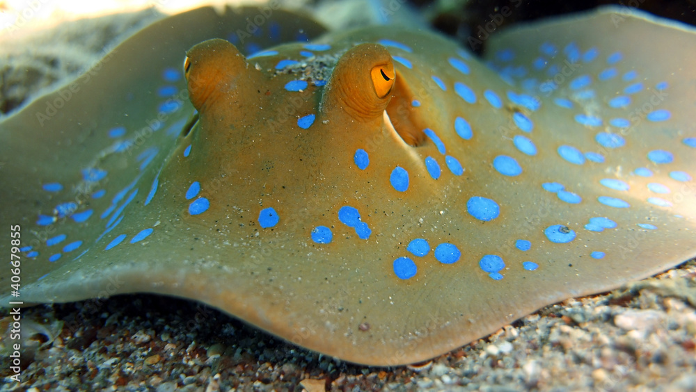 Blue spotted sting ray lying down in the deep water of the Red Sea ...