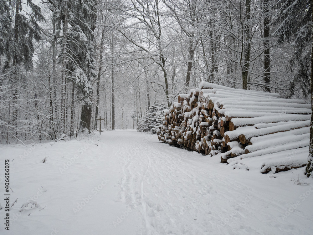 Cut stacked and marked tree trunks covered in snow in a forest pathway ...