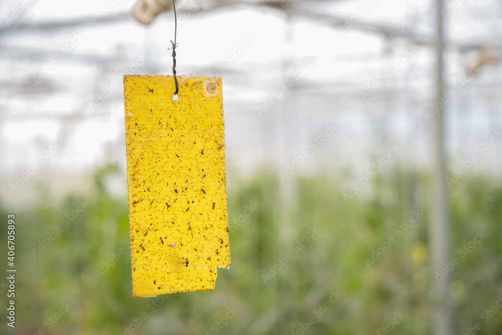 Yellow sticky card trap installed by farmer to control insects and pest ...