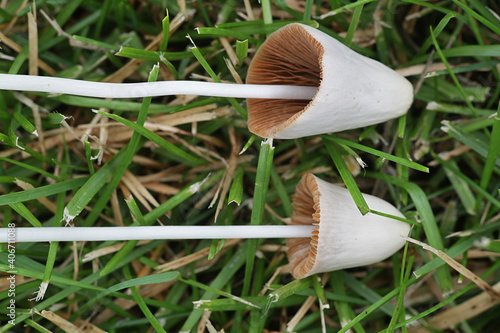 Conocybe Lactea
