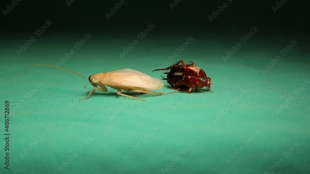 American cockroach is molting its skin. close up of cockroach on a ...