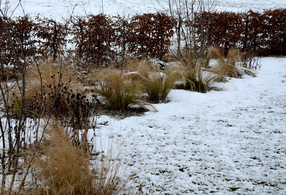 perennial flowerbeds with grasses and hornbeam hedge in winter with ...