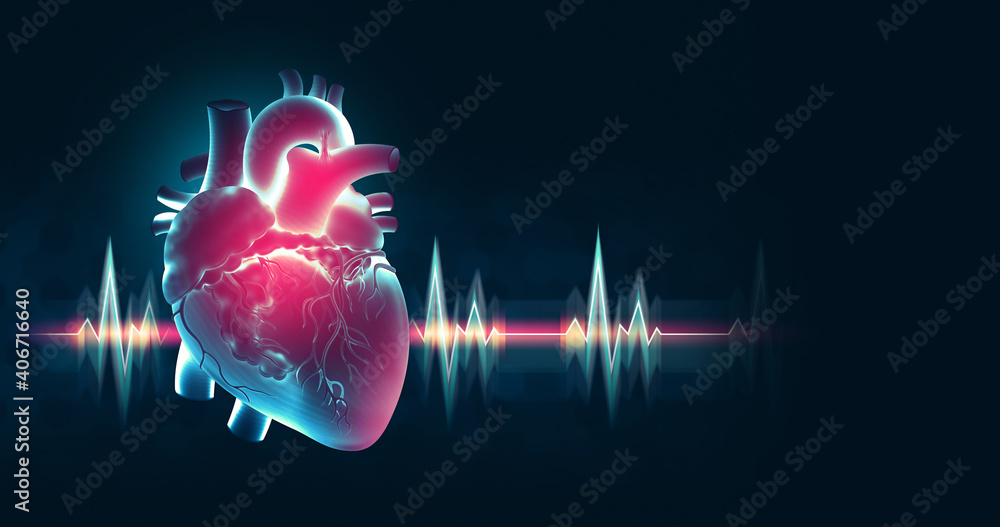 Cardio training. Human heart anatomy. Heart, veins and arteries 3D ...