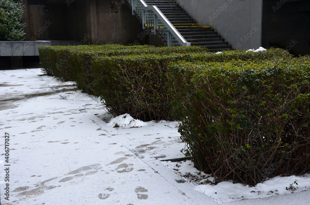 hedgerow of Ligustrum ovalifolium privet shrubs planted in large paved ...