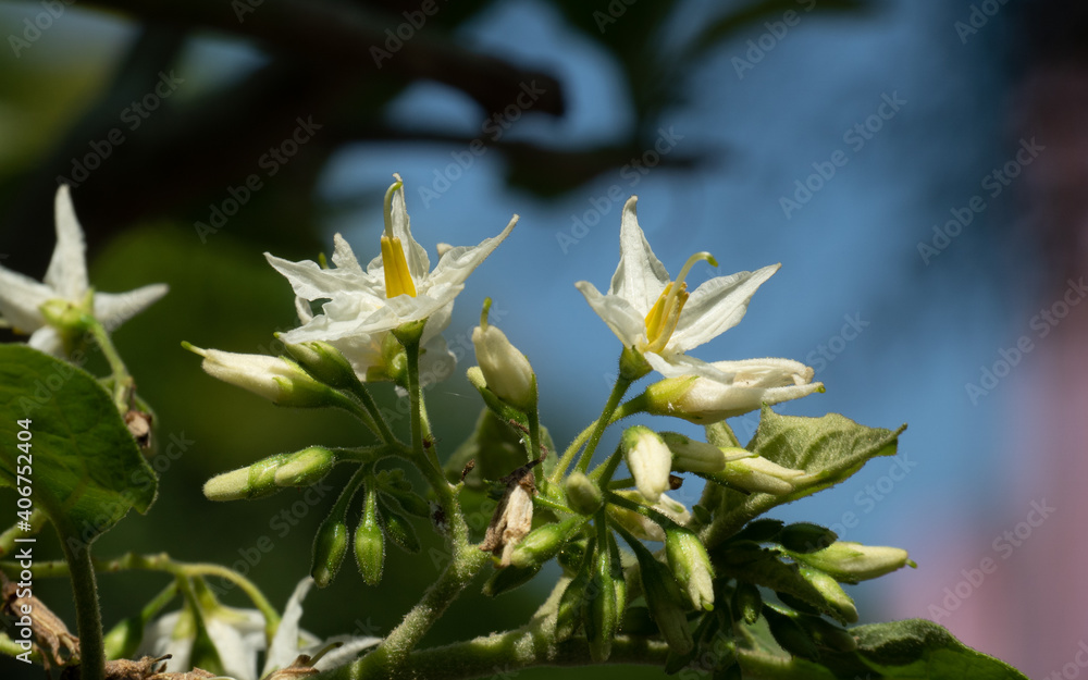 Flower of Solanum Torvum, common names include Turkey berry, Devil's ...