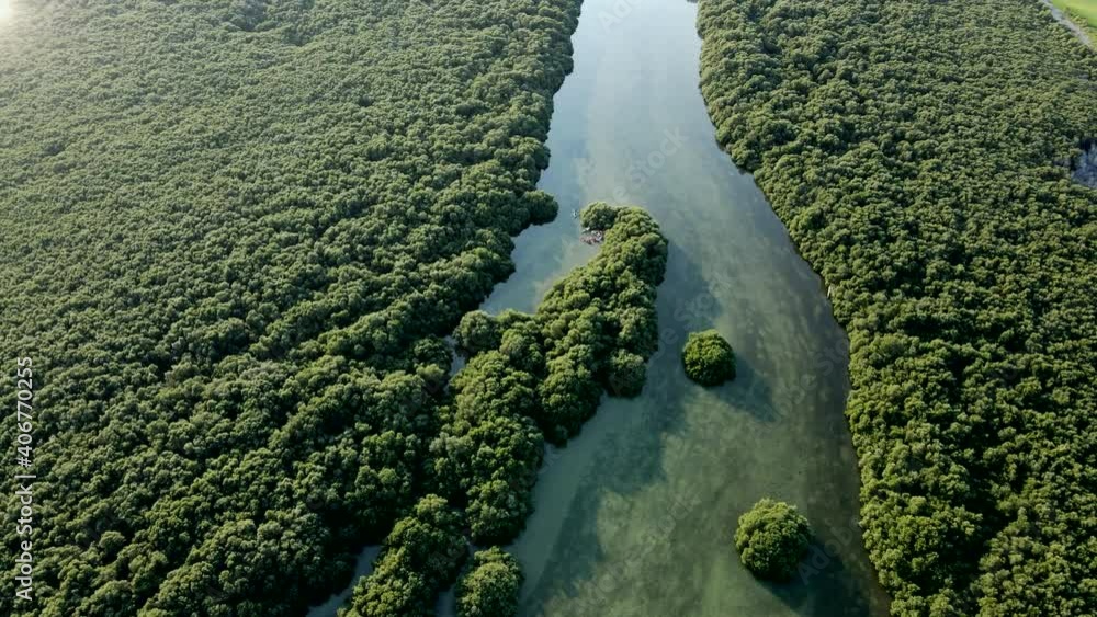 Top view of Ajman Mangroves Kayak, the thick natural mangroves of Ajman ...