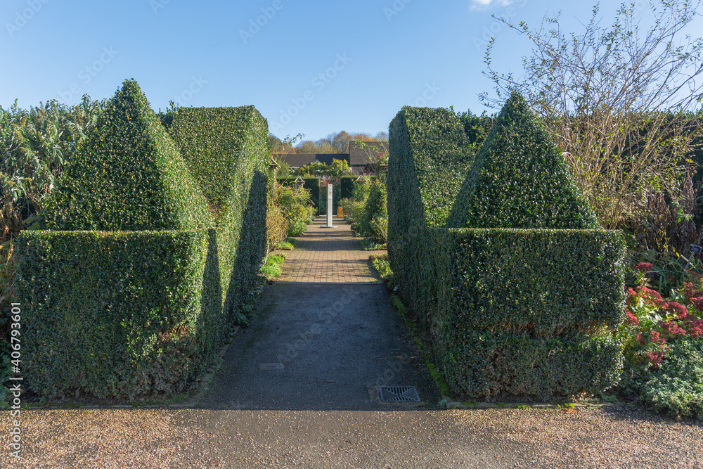 Taxus baccata, neatly shaped english yew hedge either side of the ...