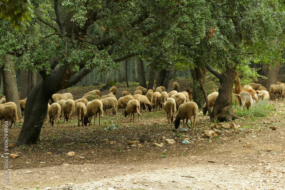 A herd of sheep strolling through the woods in the Cedar Forest near ...