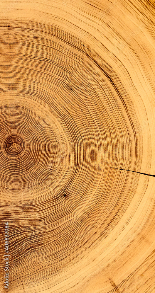 Tree Rings End Grain Background Stock Photo | Adobe Stock