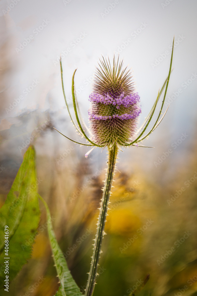chardon Stock Photo | Adobe Stock