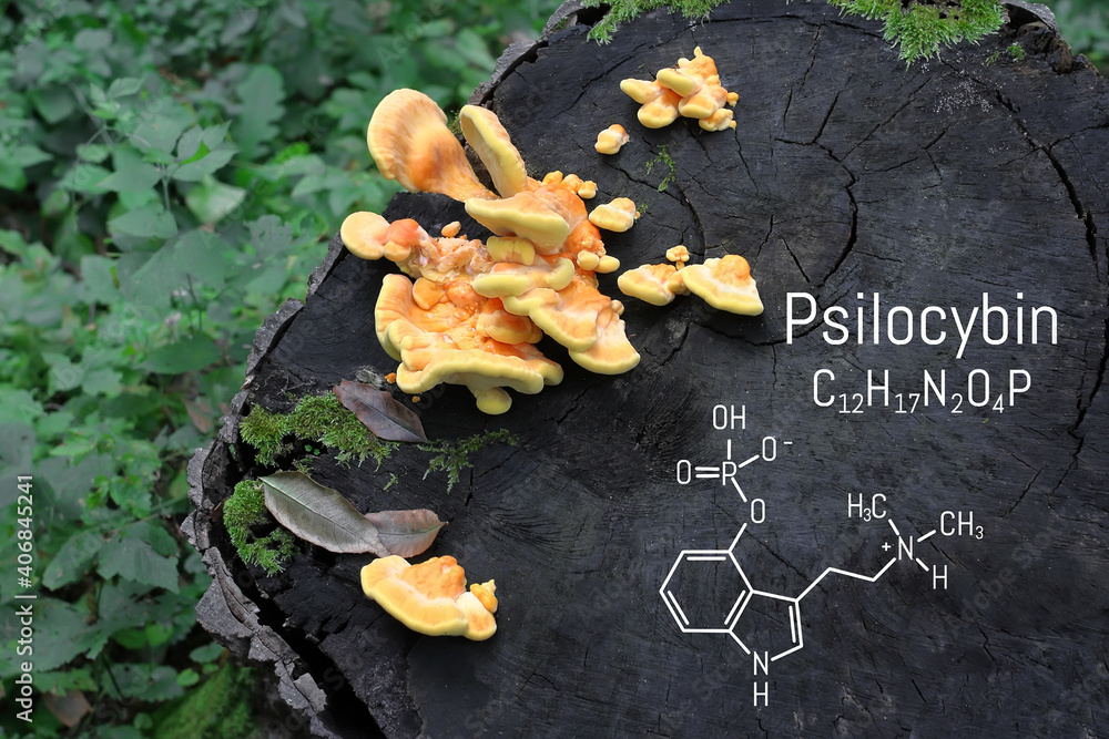 Chemical formula of psilocybin on a blackboard mushroom, close up ...