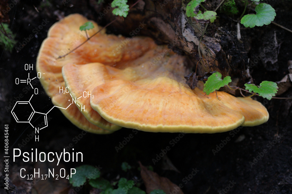 Structural chemical formula Psilocybin alkaloid molecule on a ...