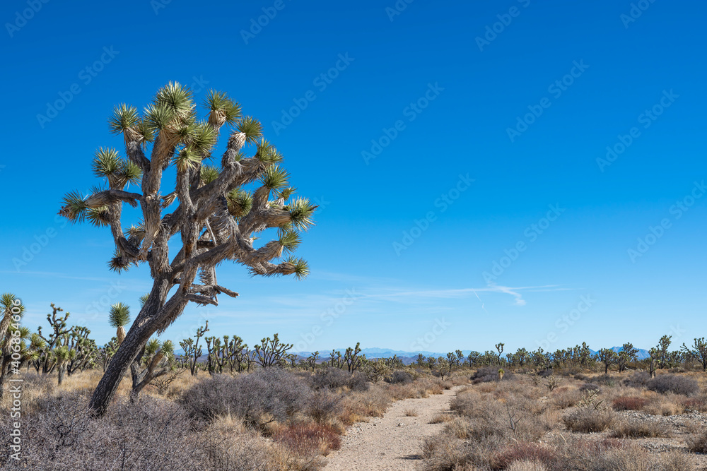The Joshua Tree Trail at Wee Thump JT Wilderness Area in Southern ...